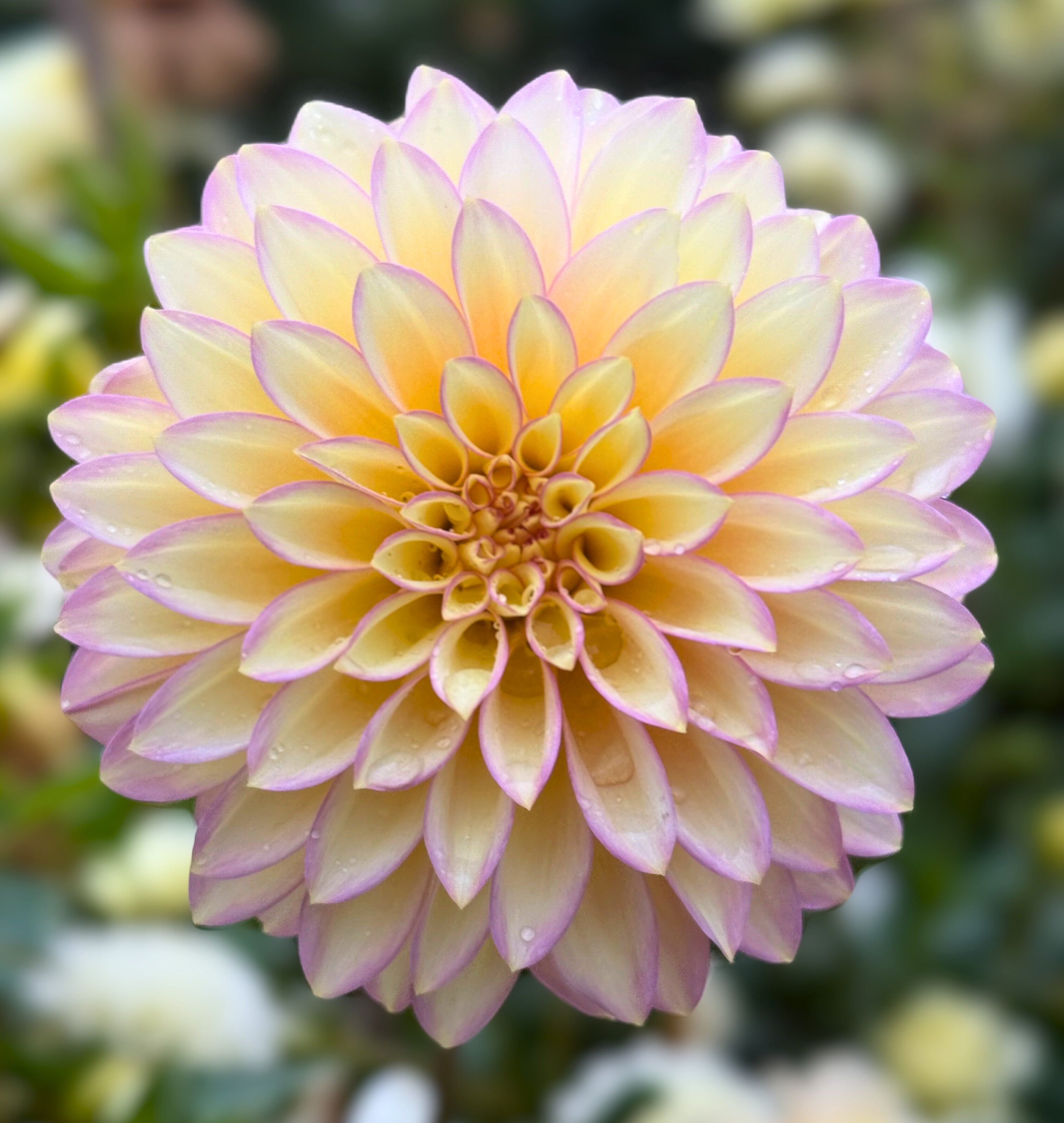 Blooming Hill Farm | Unique Flower Bulbs & Sustainable Blooms